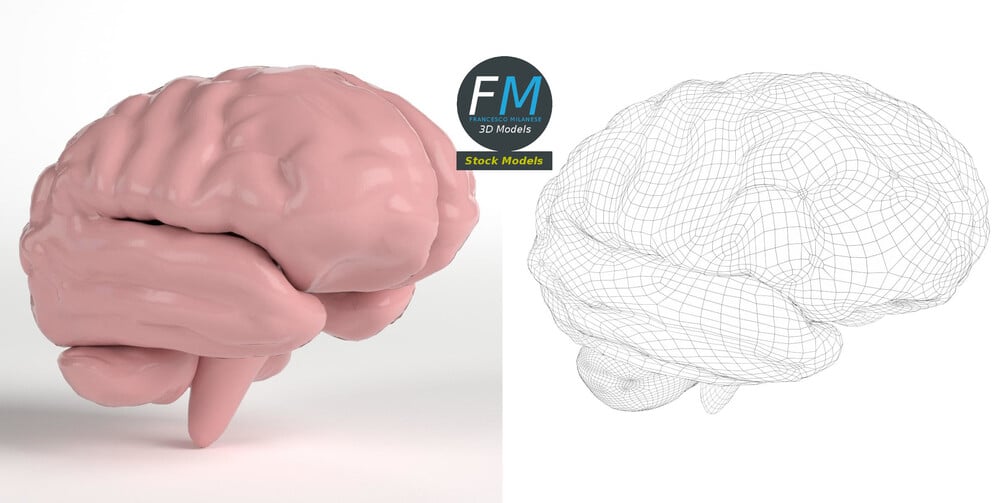 3D MODEL - Stylized human brain