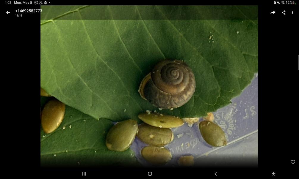 Garden's Harmony Blend (Ingredients for snail/human food)