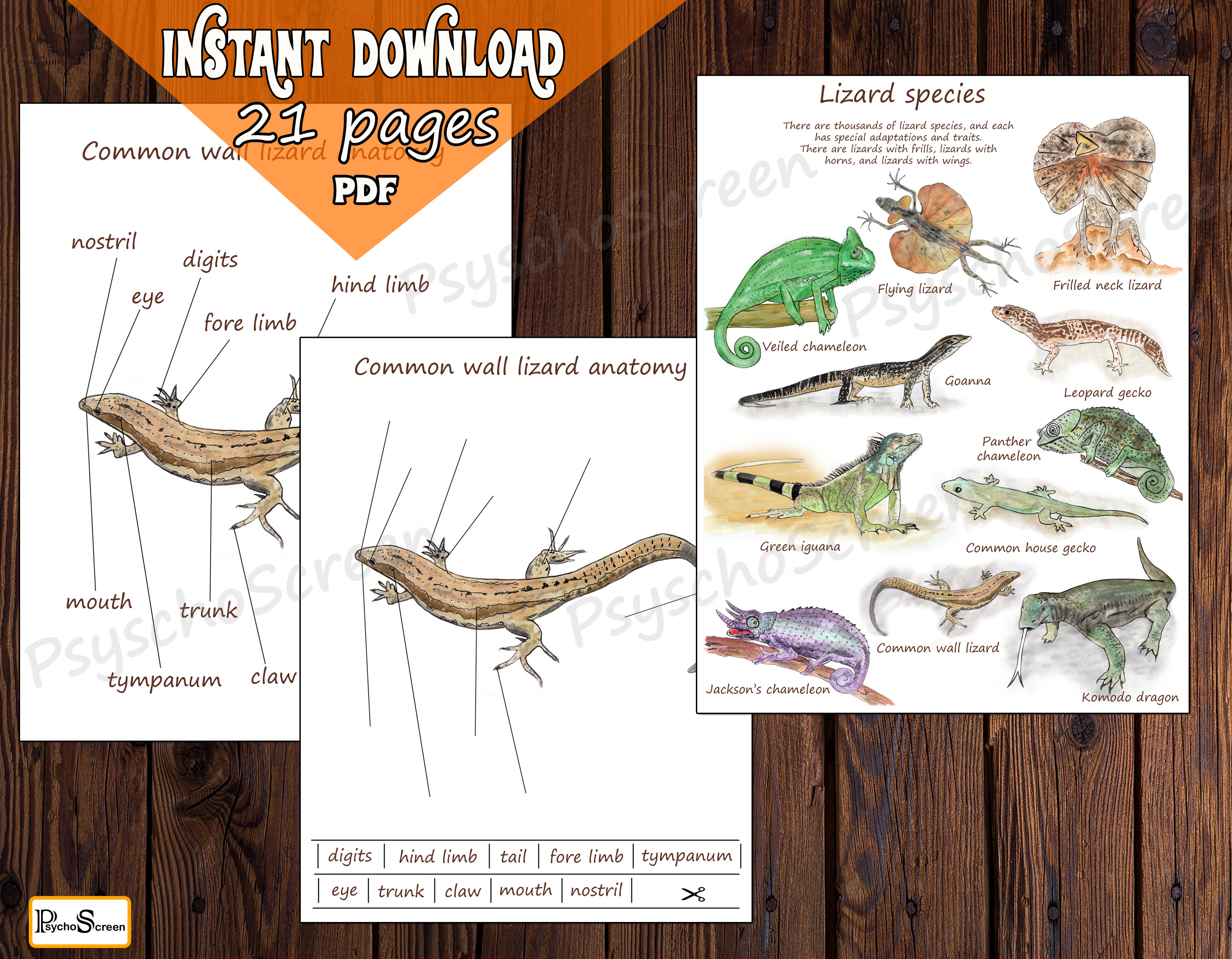 LIZARDS UNIT STUDY, Printable bundle with Anatomy, Diagram, Life cycle ...