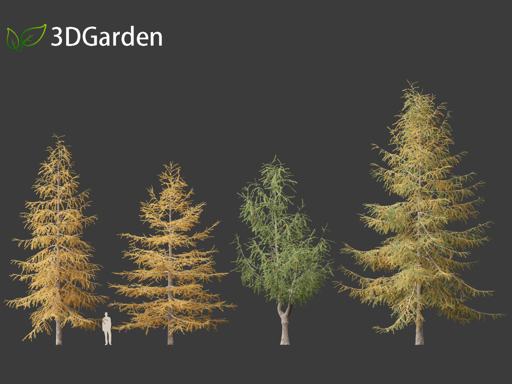 Larix kaempferi – Japanese larch 3D Model