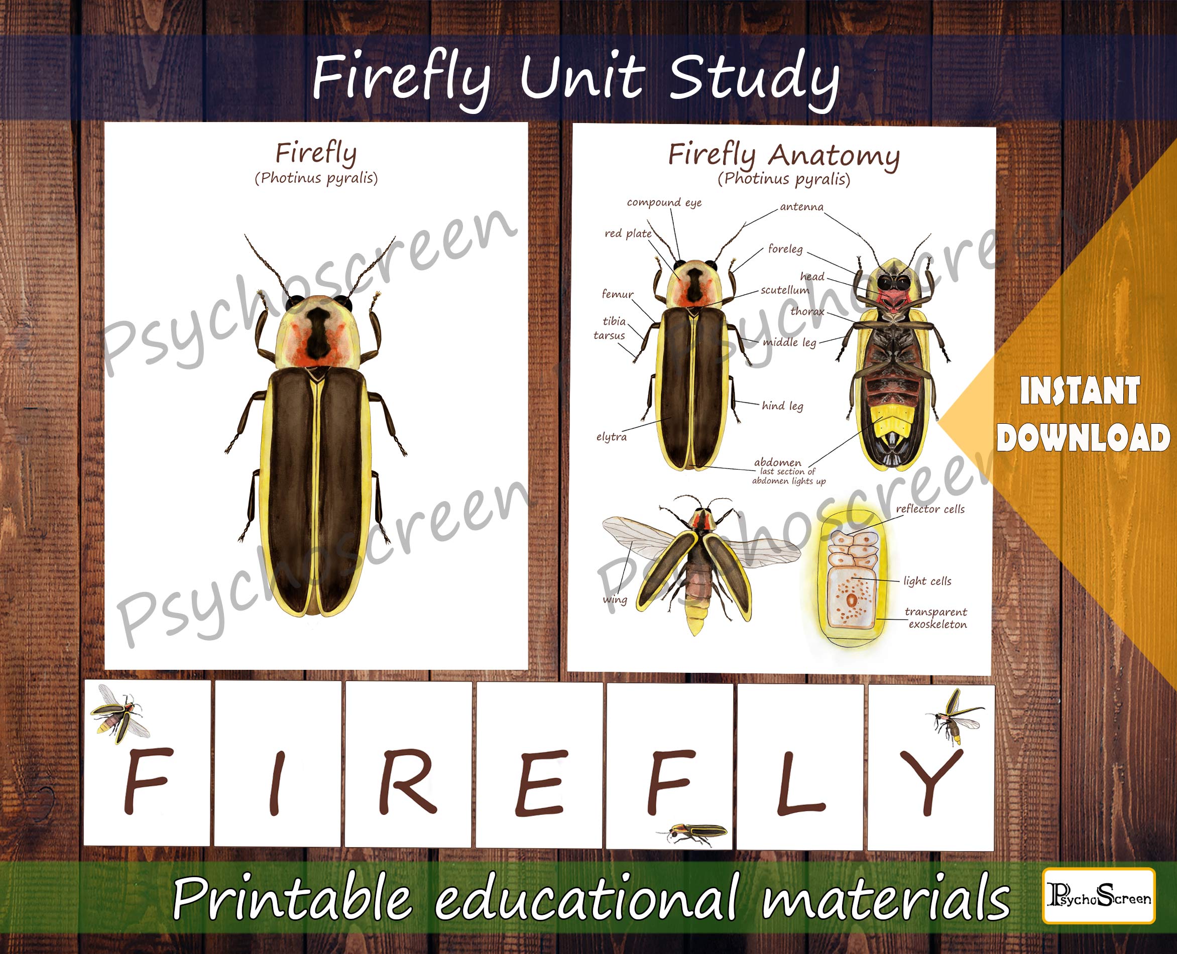 FIREFLY Unit Study: MEGA Printable fireflies set, Lighting bugs, insects