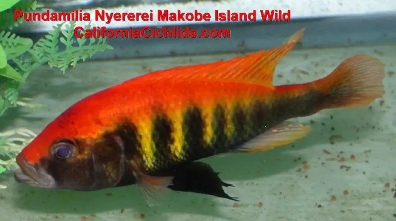 Know About Lake Victoria Cichlids For Sale