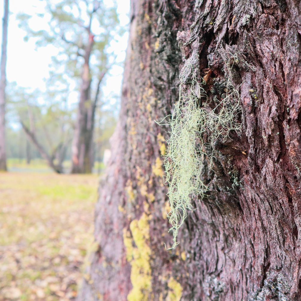 Tree Hair: A Close-Up of Forest Moss