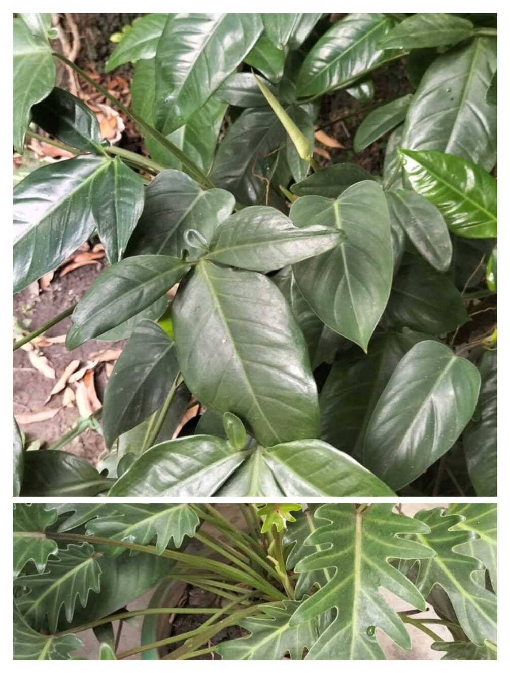 Philodendrons