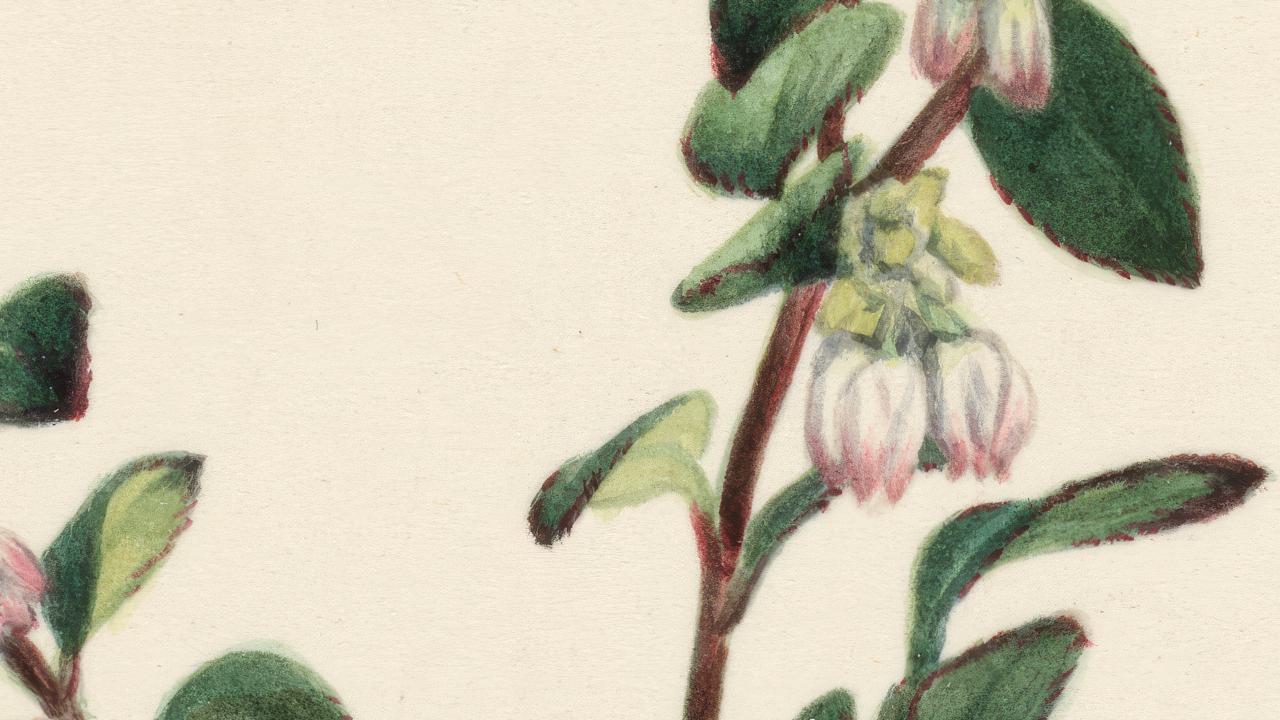 Box Huckleberry Gaylussacia brachycera by Mary Vaux Walcott