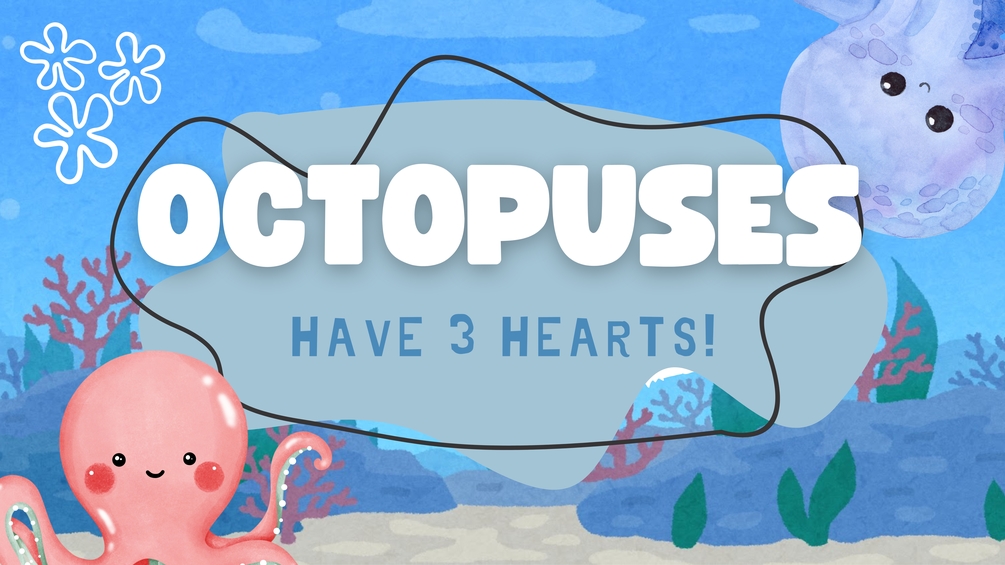 SCIENCE FACTS: OCTOPUSES HAVE 3 HEARTS
