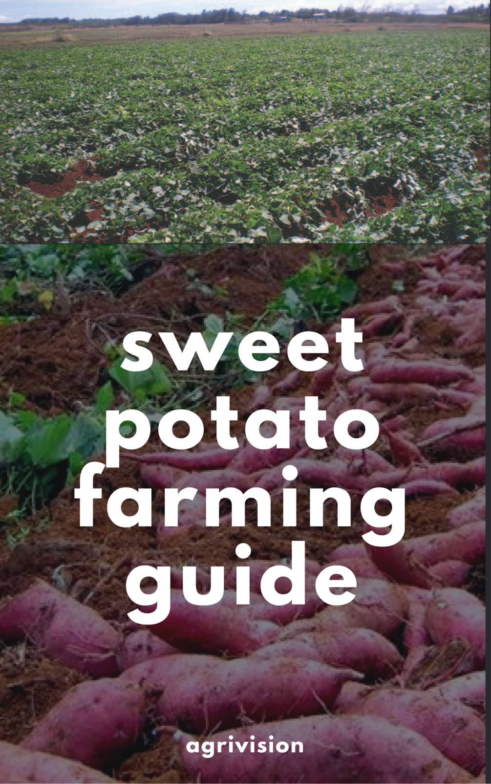 SWEET POTATO FARMING GUIDE