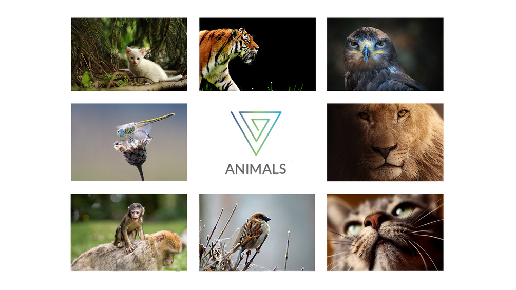 Amazing collection of animals photos