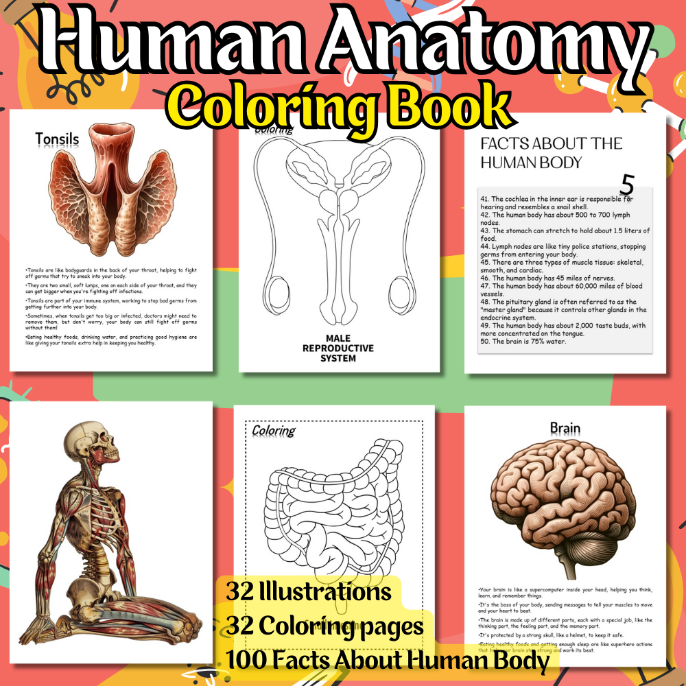 Human Anatomy Coloring Book: 32 Illustrations, 32 Coloring pages, 100 ...