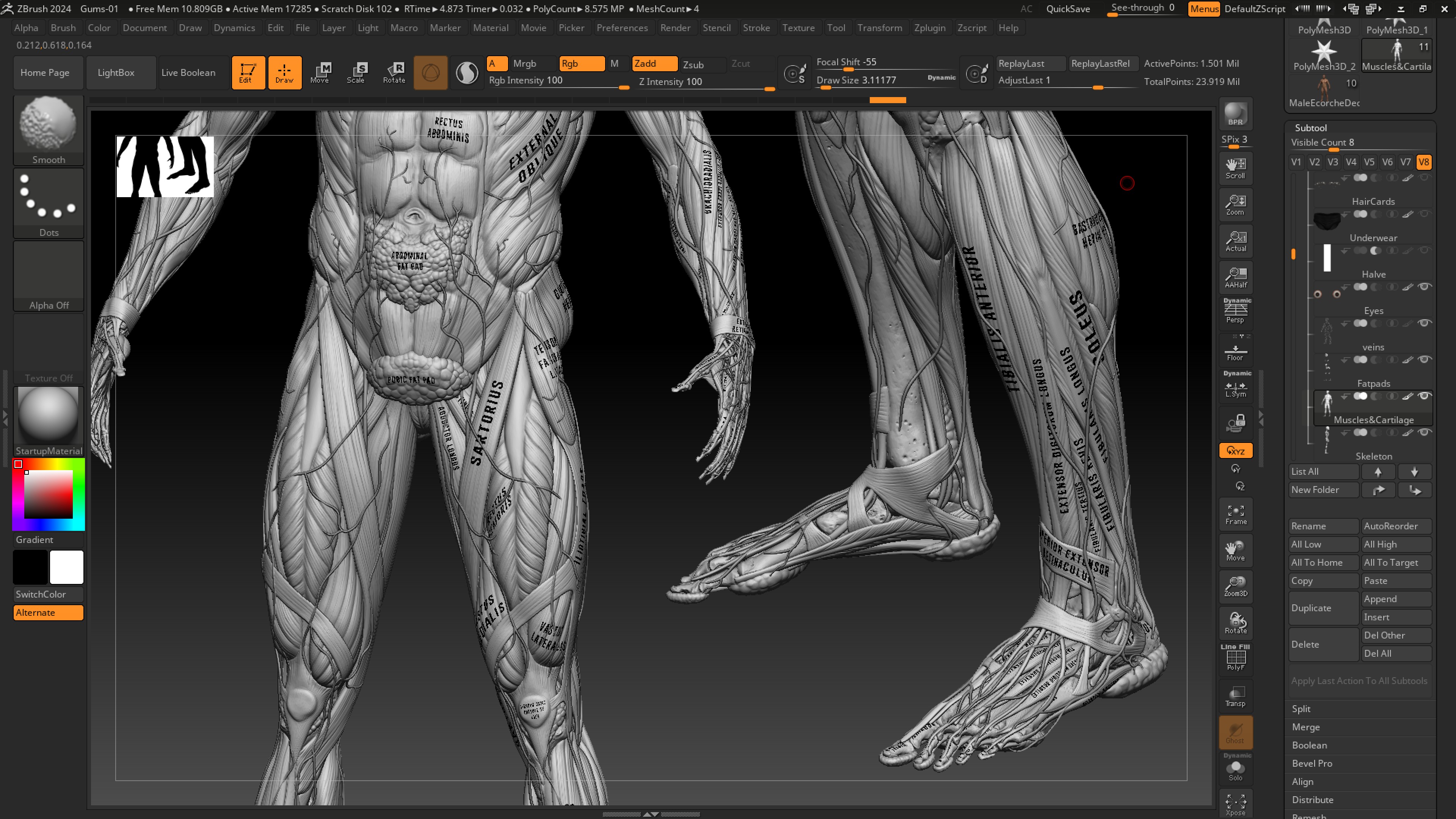ECORCHE - Realistic Male Full Body Anatomy Model + BASE MESH