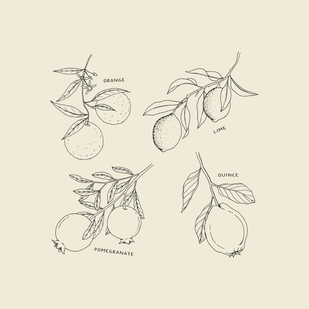 Line Art Fruits Illustrations