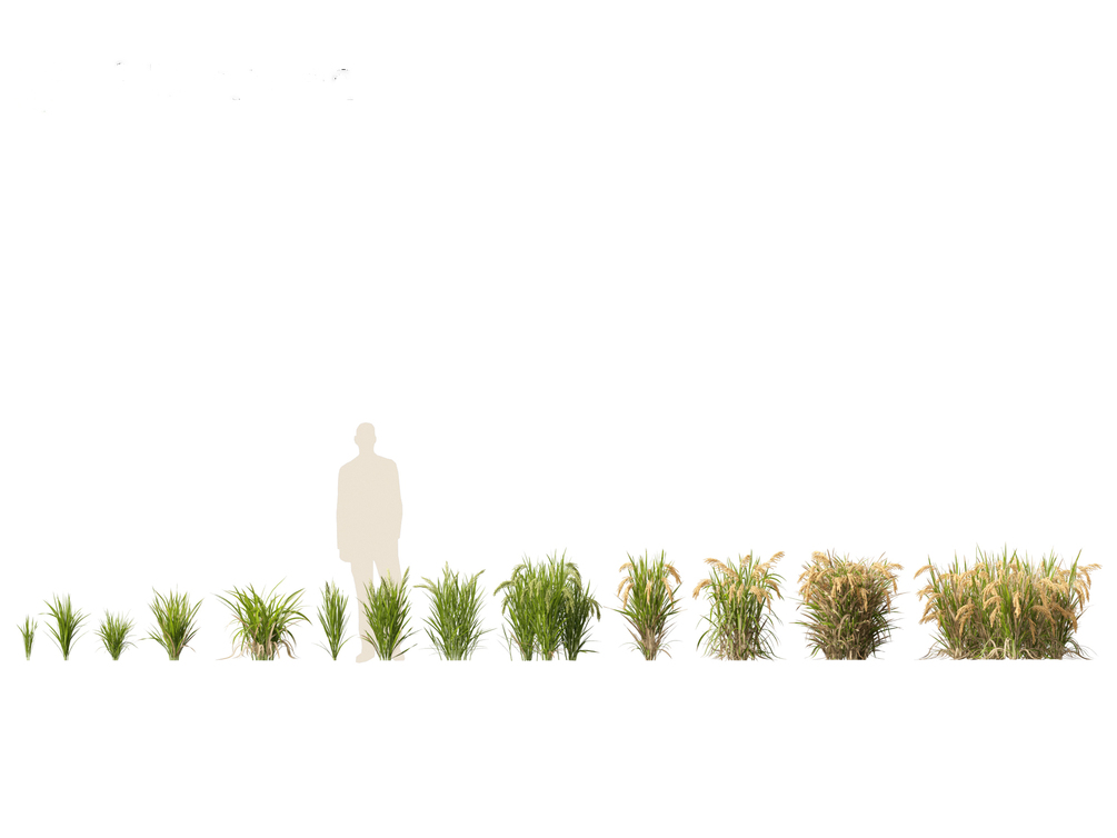 Oryza sativa – Rice 3D Model