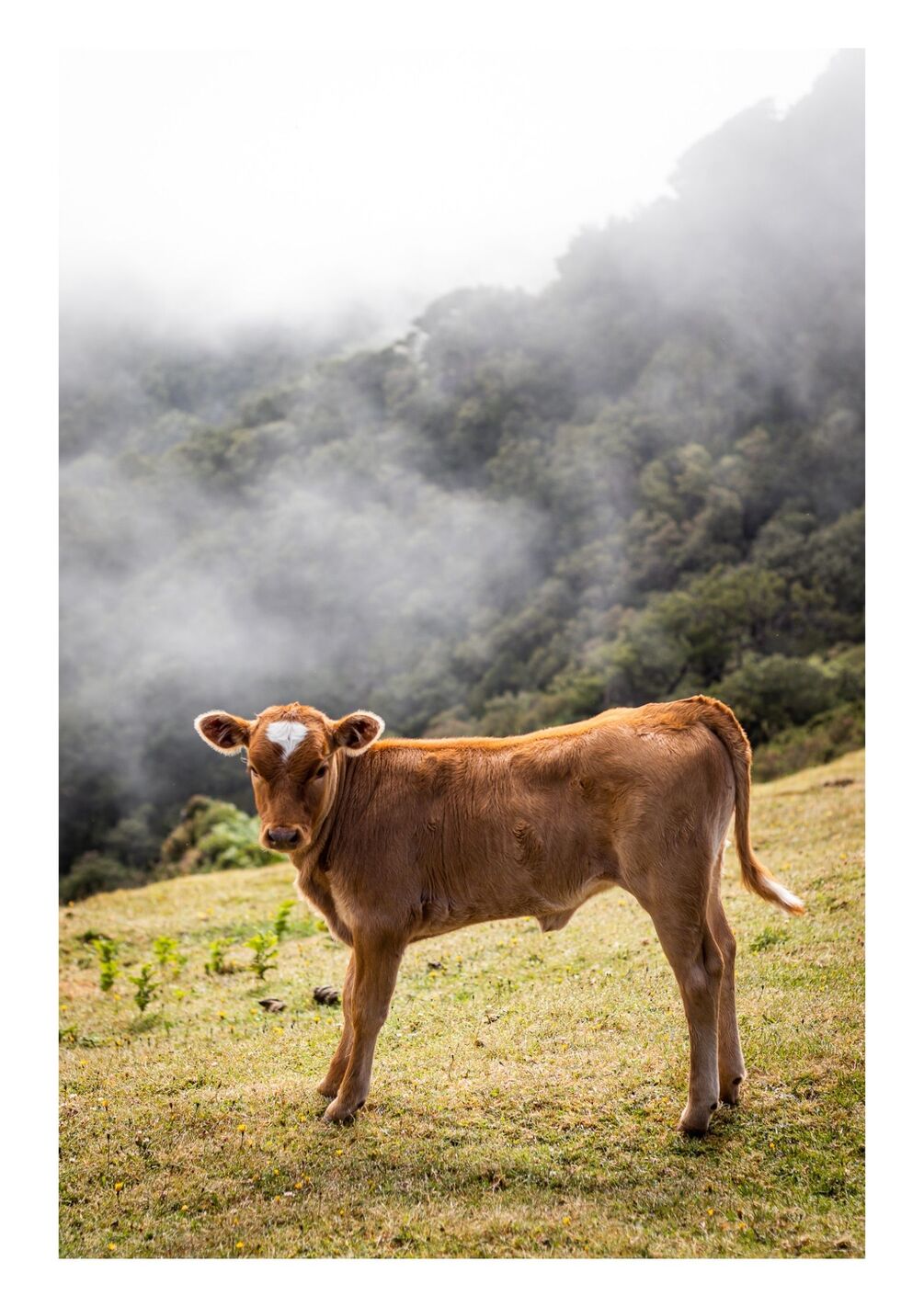 Calf Poster