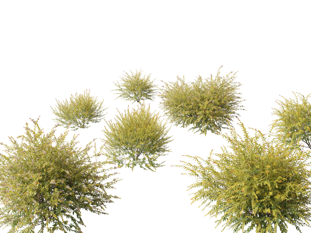 Austromyrtus dulcis – Midgen berry 3D Model