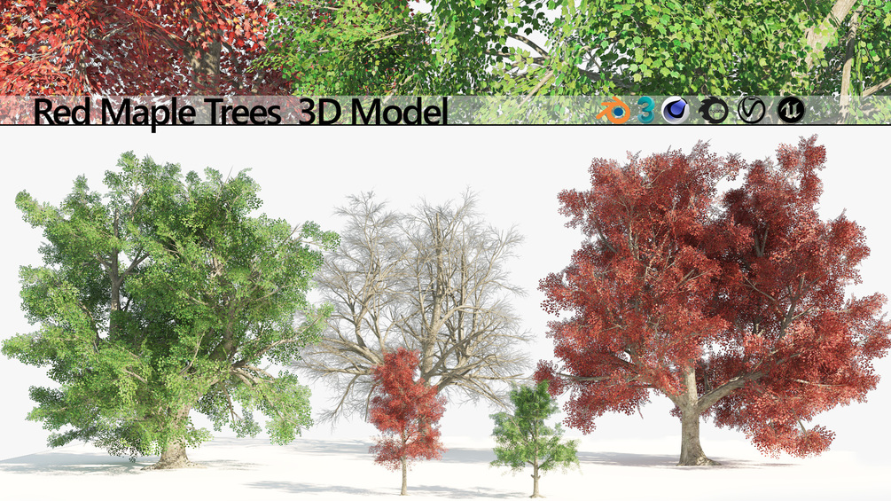 Free Green and red leaf maple trees 3d model