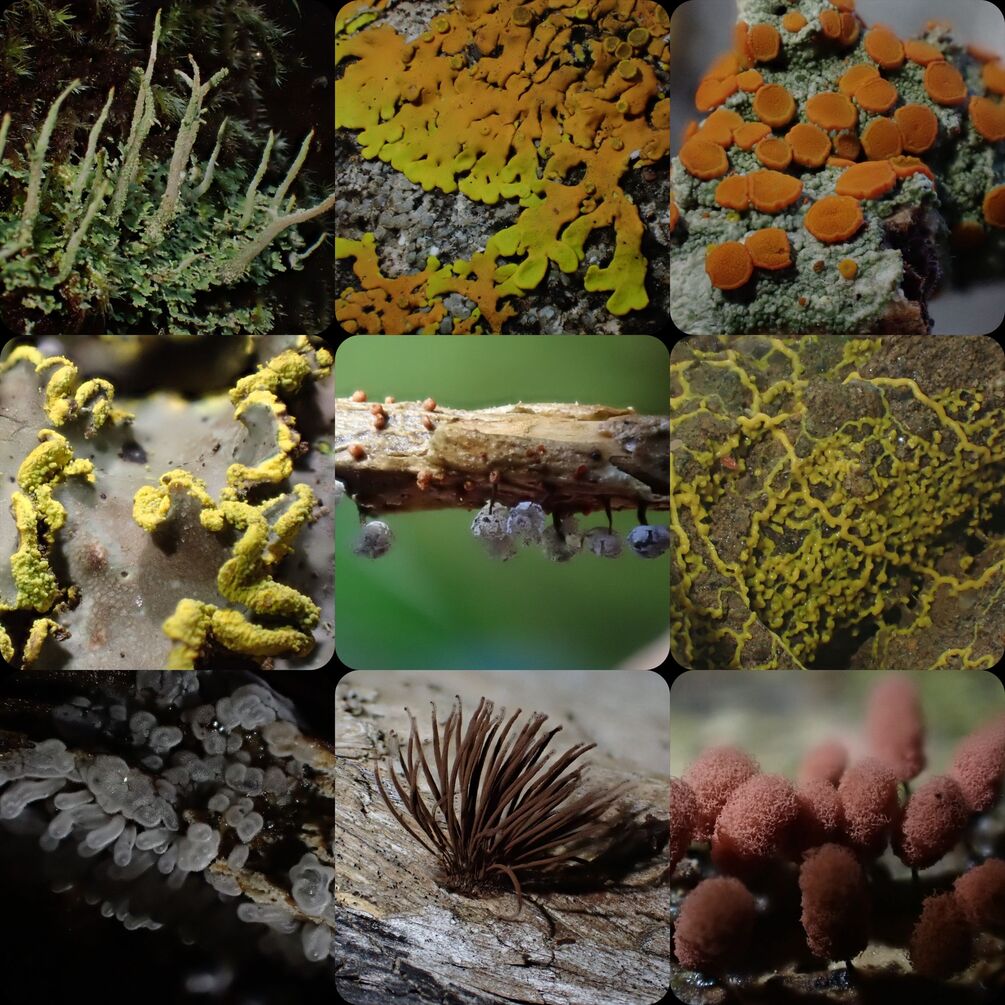 EARTHLING CARDS Part 2 Lichen and Slime Molds - Australian Macro ...