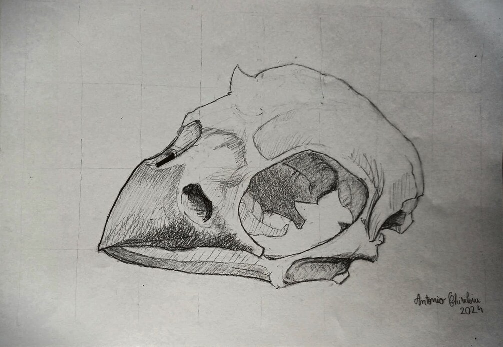 Realistic Bird Skull Drawing