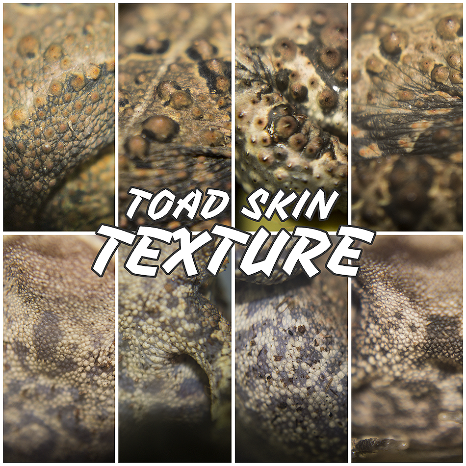 American toad skin texture - photos
