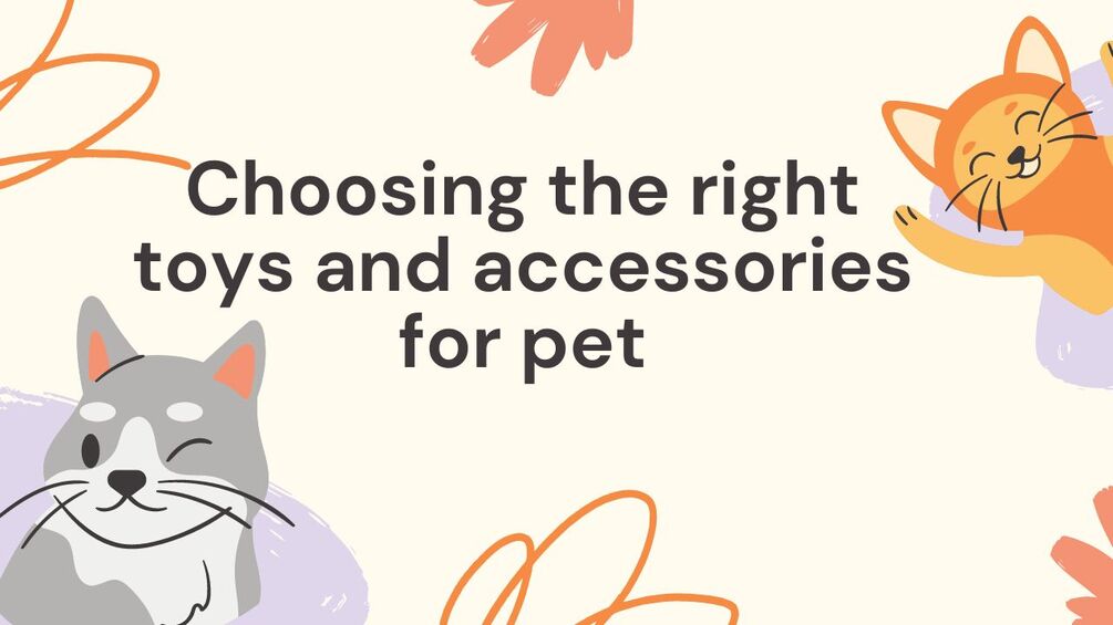 Choosing the right toys and accessories for pet