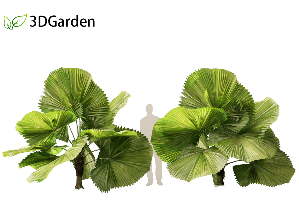 Licuala grandis – Swamp Fan Palm 3D Model