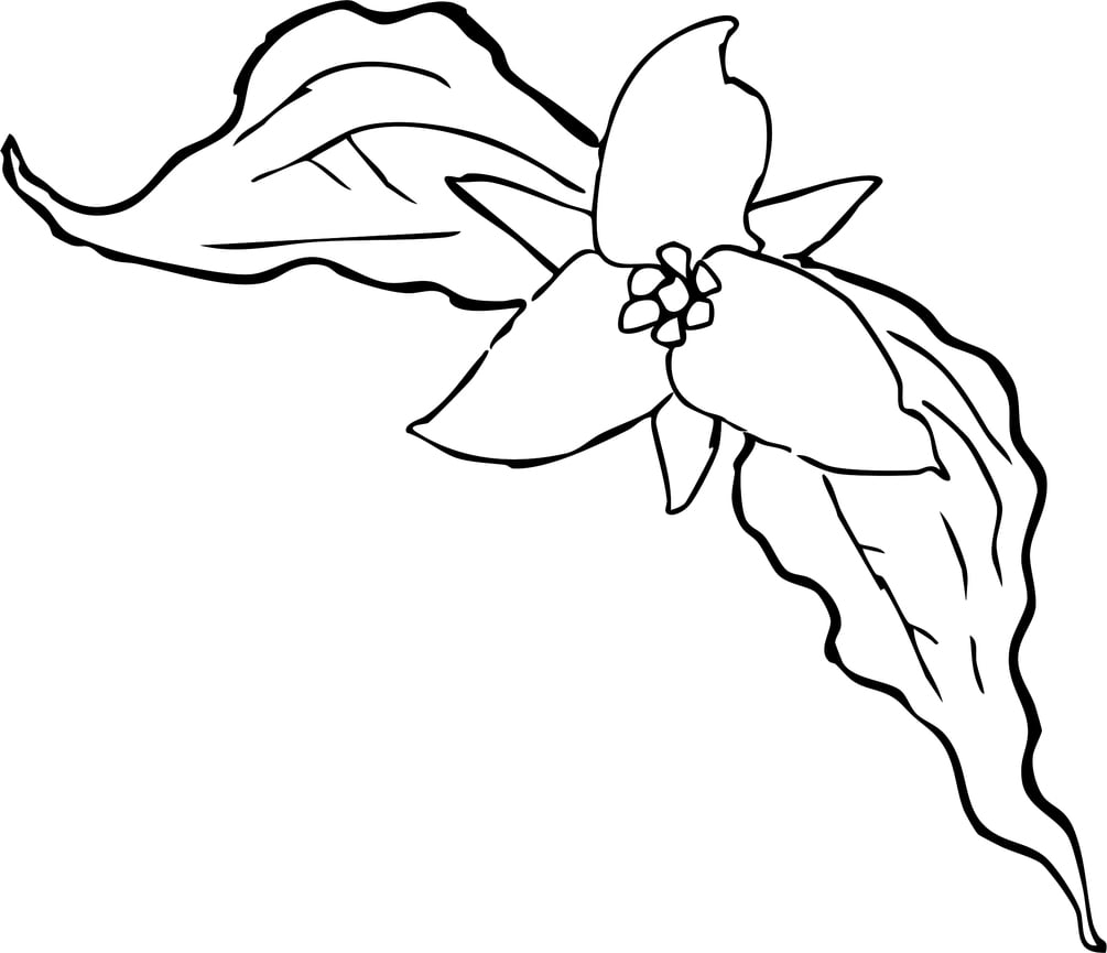 Trillium | Wildflower SVG | Minimal Botanical Line Art | Multiple ...