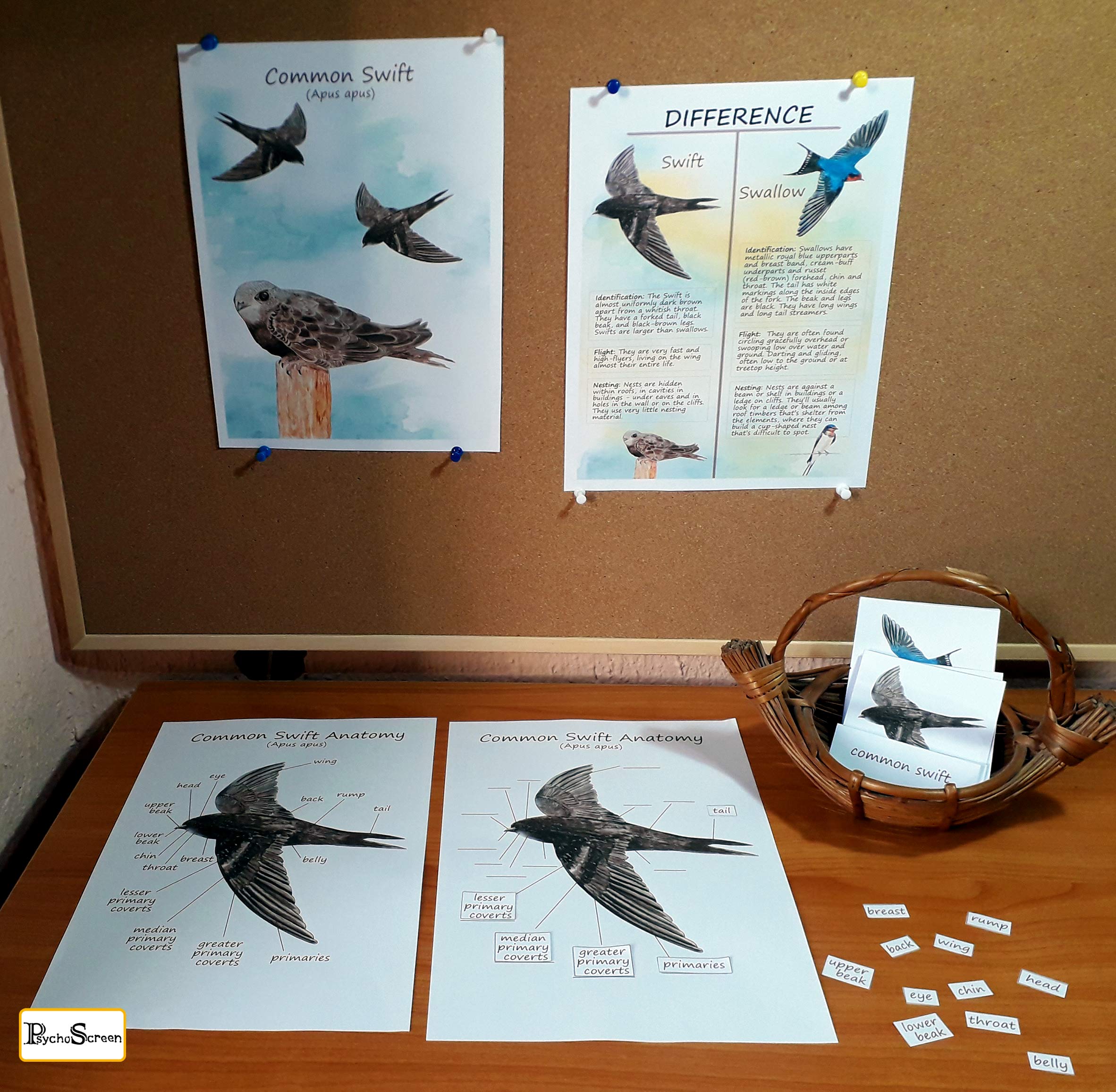 SWIFT Unit Study: MINI Printable swifts set, Common swift bird