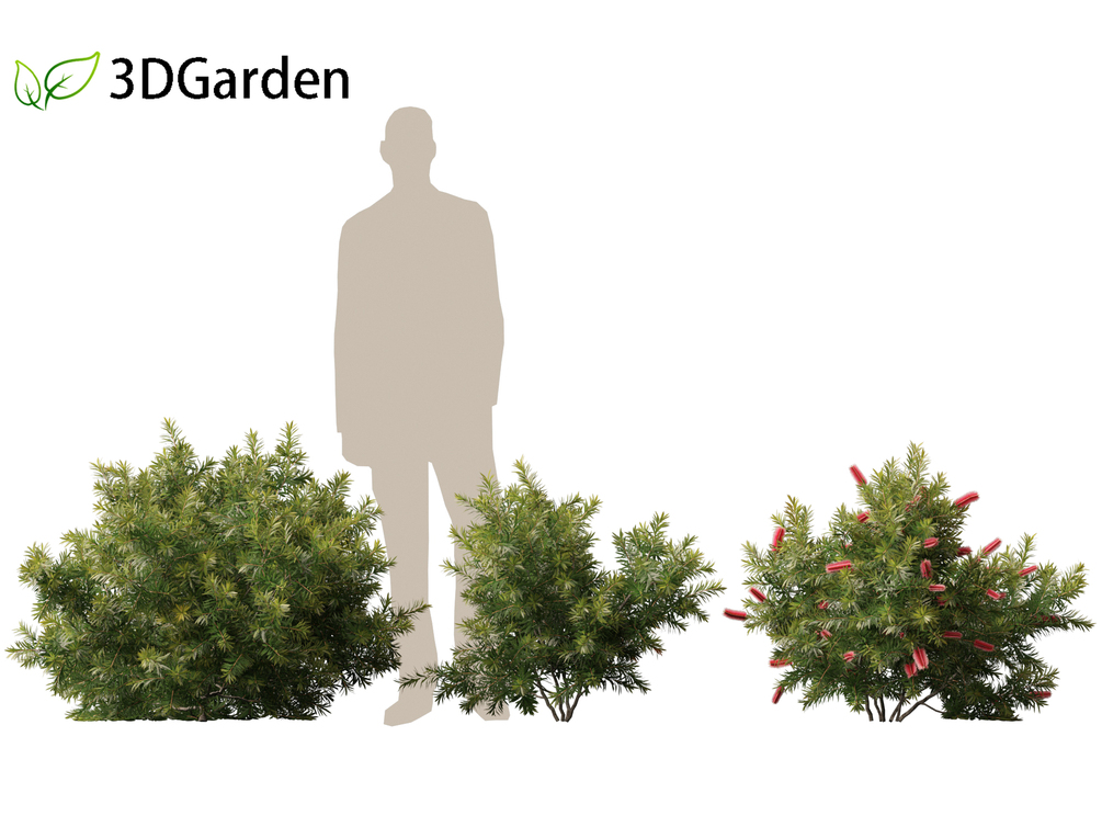 Callistemon citrinus Little John – Dwarf Bottlebrush 3D Model
