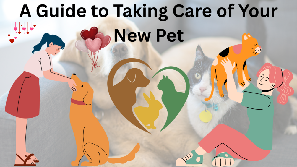 A Guide to Taking Care of Your New Pet