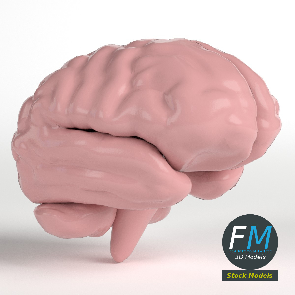 3D MODEL - Stylized human brain