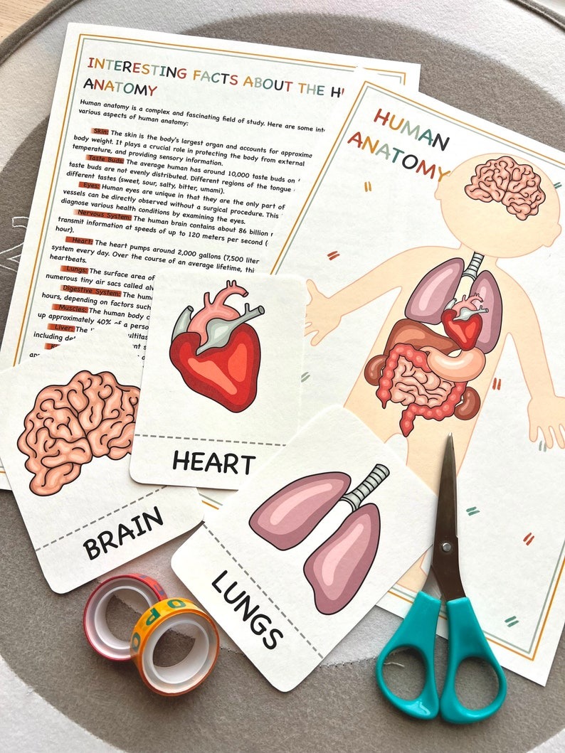 Human Organs and Body Flashcards