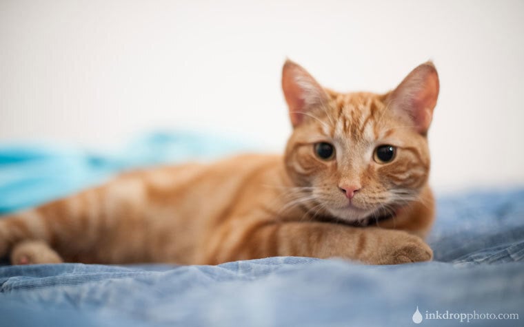 Roofus - 10 - 18x12x.75" Canvas Print