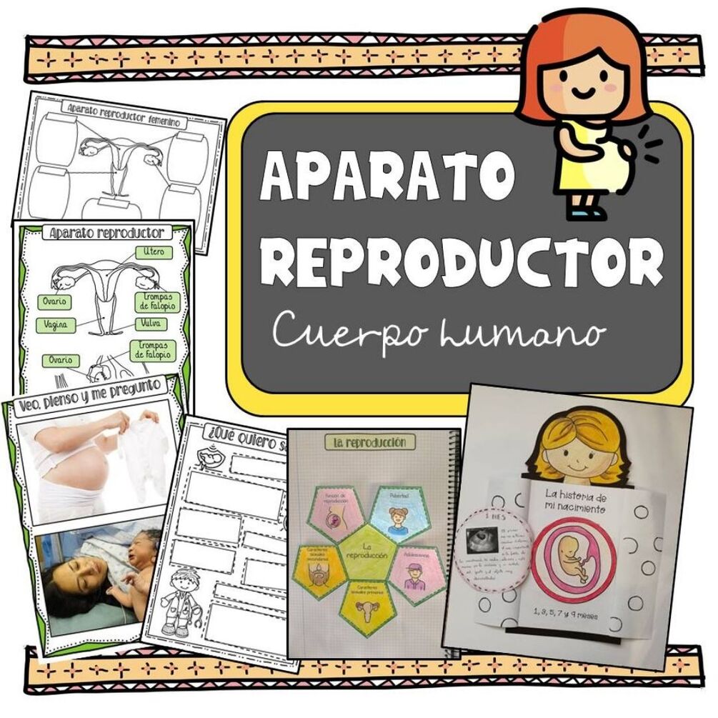 Aparato reproductor