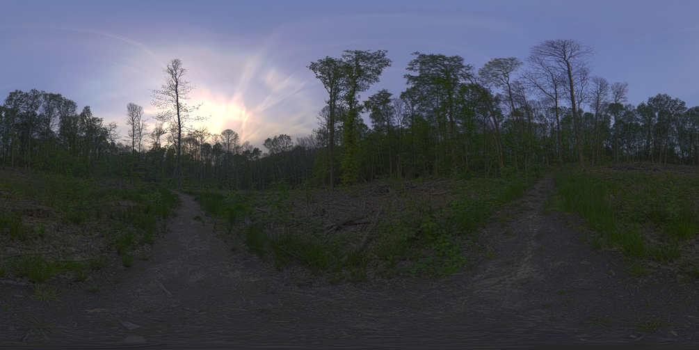 HDRI Environnement - Forest Spring - Sunset Tree tunk