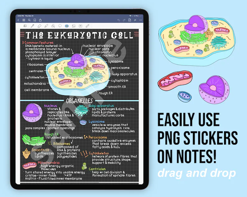 270+ Human Anatomy Stickers | Notes Stickers For Medical Students