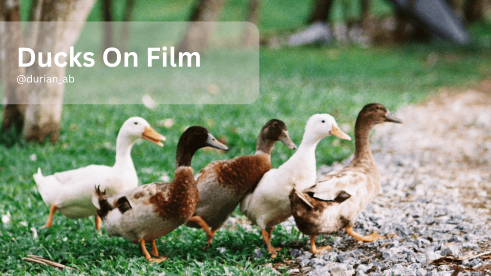 Ducks On Film from Malaysia