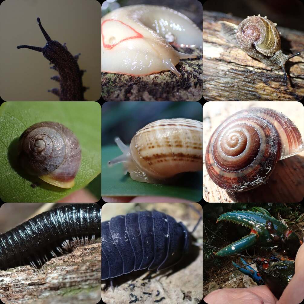 EARTHLING CARDS Part 8 ANIMALS worm snail crustacean centipede UNZIPPED ...