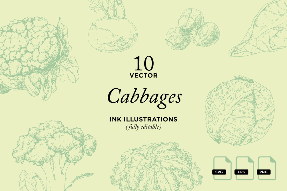 10 Cabbages – Vector Illustrations Pack