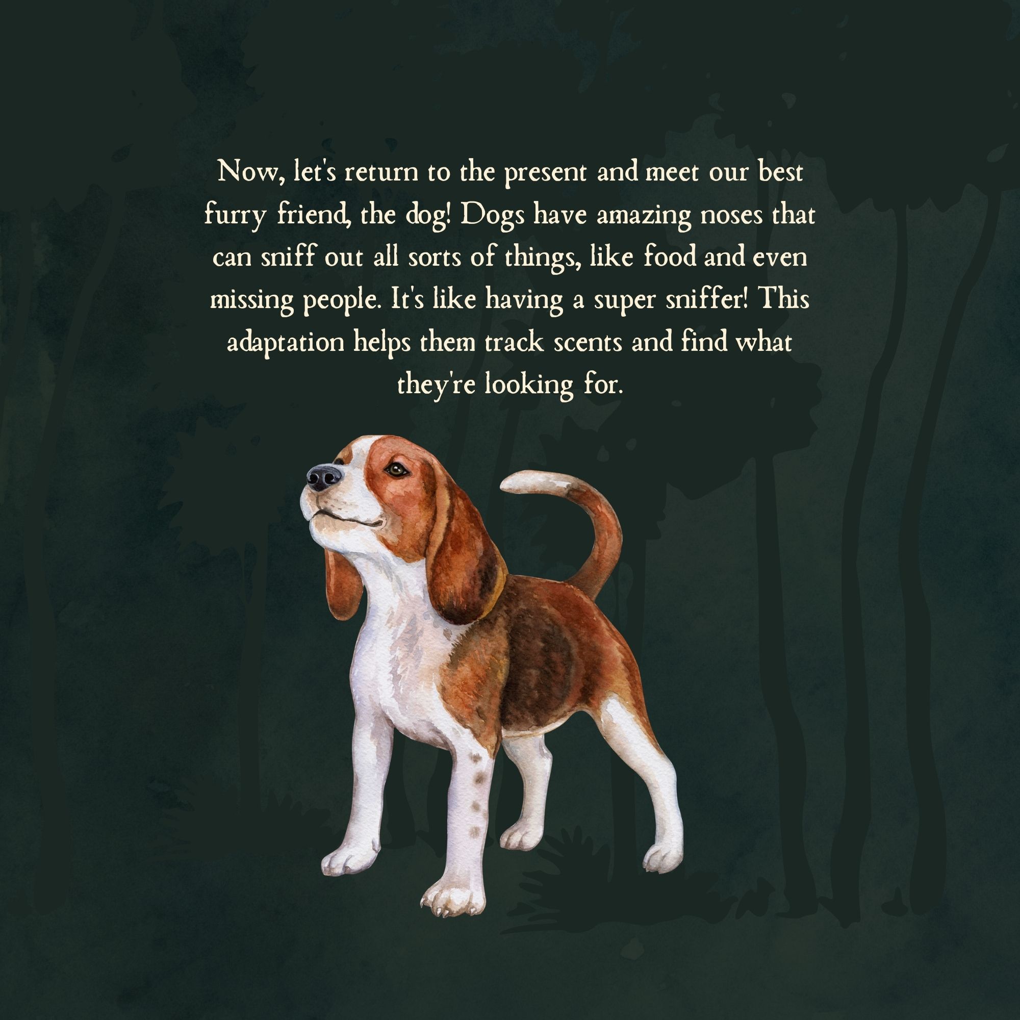 Riddle Me Funny - Animal Adaptations - Story + Workbook