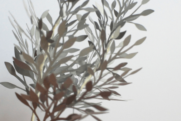 Leaves Foliage and Fillers