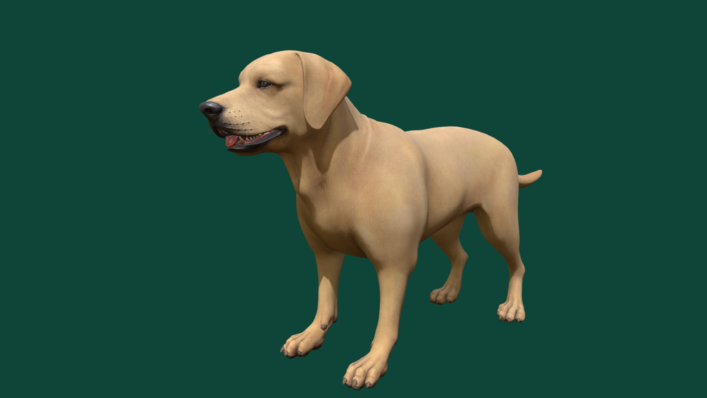 (FREE PRODUCT) Labrador Dog Game Ready Character 3D Model