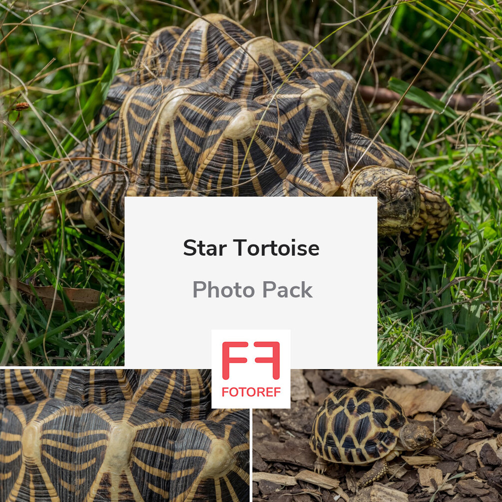 56 photos of Star Tortoise