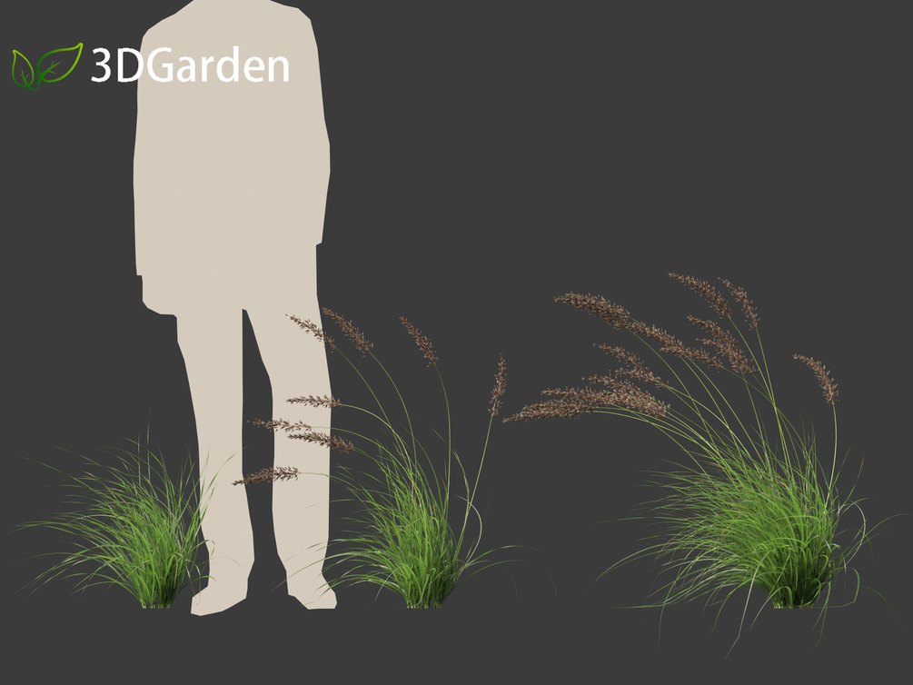 Molinia caerulea – purple moor-grass 02 3D Model