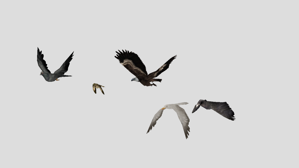 Animated Birds