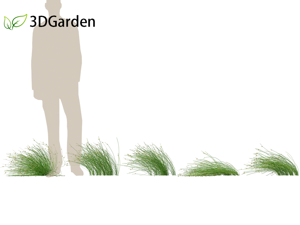 Isolepis cernua - Slender Club-rush 3D Model