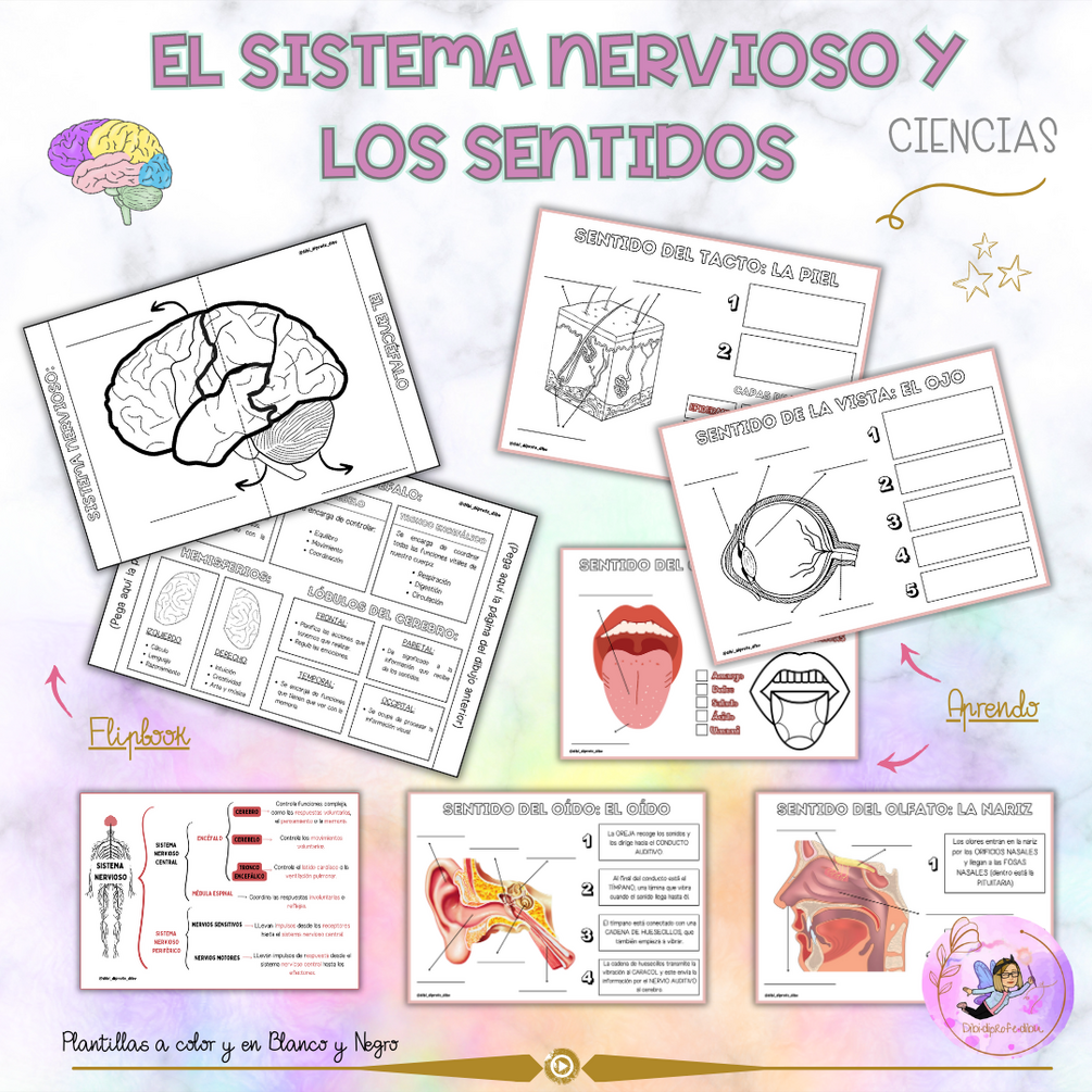 FUNCIÓN DE RELACIÓN: SISTEMA NERVIOSO Y SENTIDOS