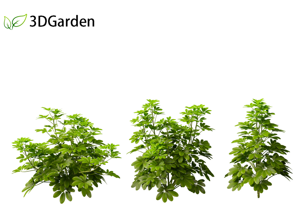 Schefflera octophylla – umbrella plant 01 3D Model
