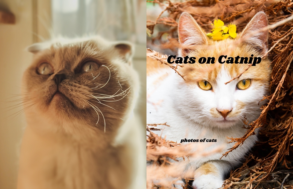 Cats on Catnip