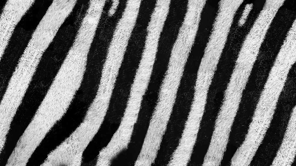 (FREE PRODUCT) Zebra Skin Textures 1k 2k 4k