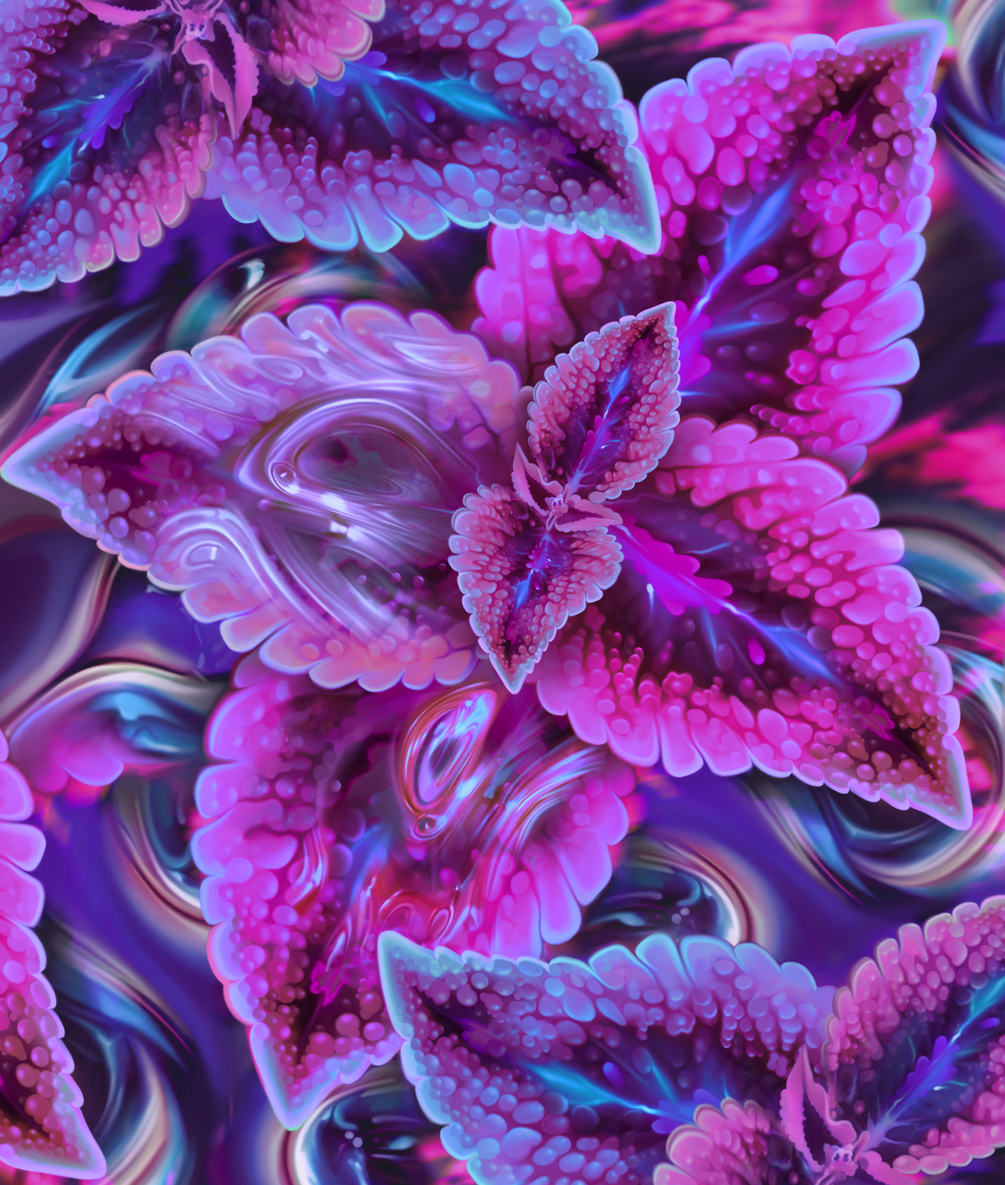 Coleus Mystikal fuchsia