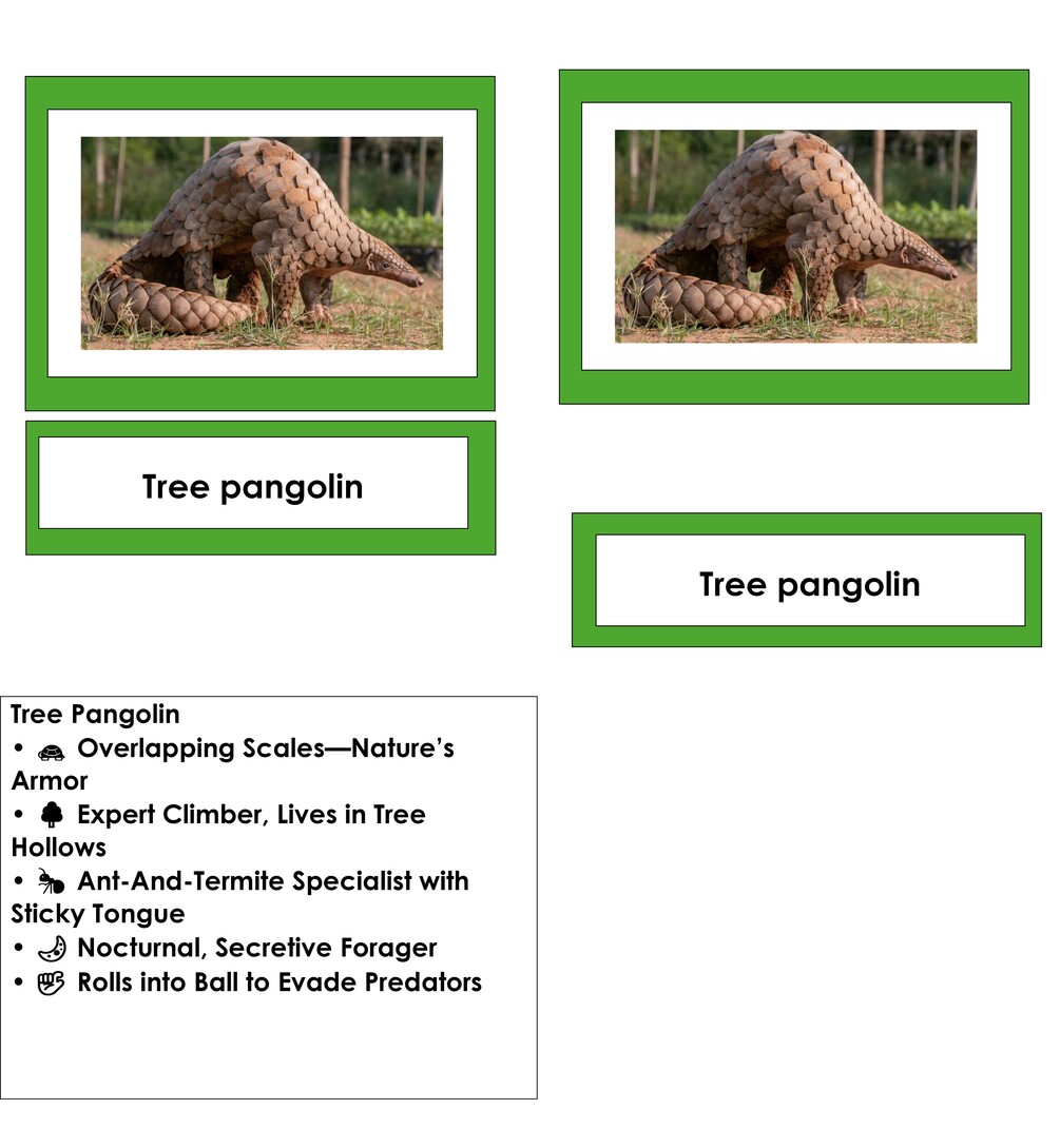 Unique selection of animals from each continent. This one from Africa ...